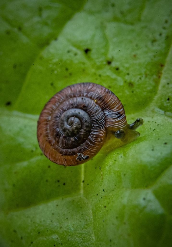Conservationists rescue two species of snail thought…
