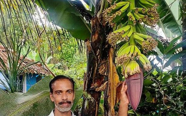 This passionate farmer grows 170 varieties of plantain