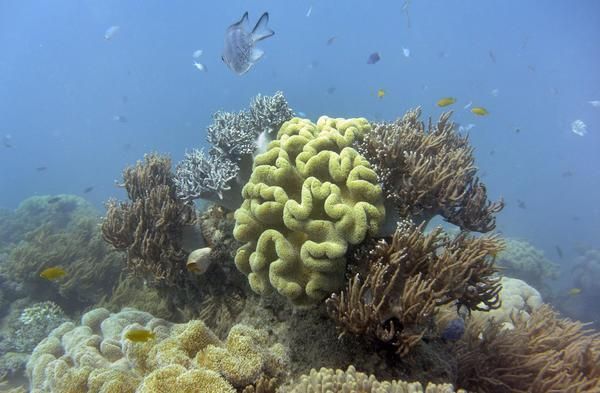 Lab-grown coral successfully breeds in the wild for…