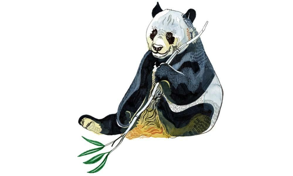 Can pandas cry, and how many brains does an octopus…