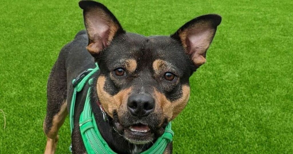 The three Edinburgh dogs who have waited the longest…