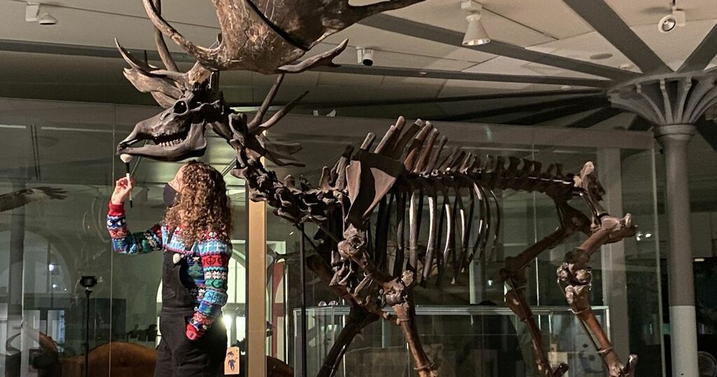 Skeleton of 10,000-year-old reindeer to be put on…