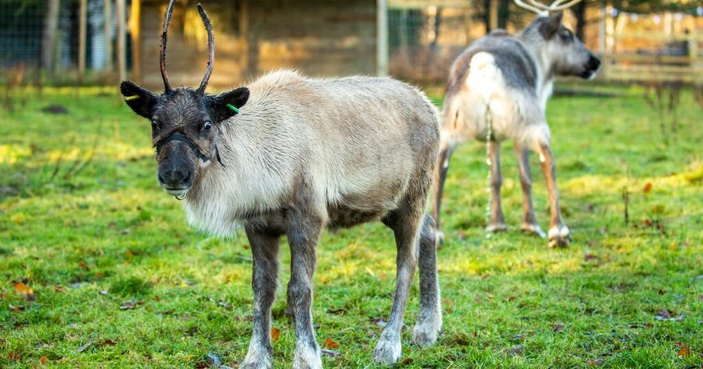 Adorable baby reindeer welcomed at Scots wildlife…