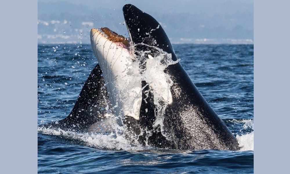 Orcas slurp sea jellies in rare behavior caught on…