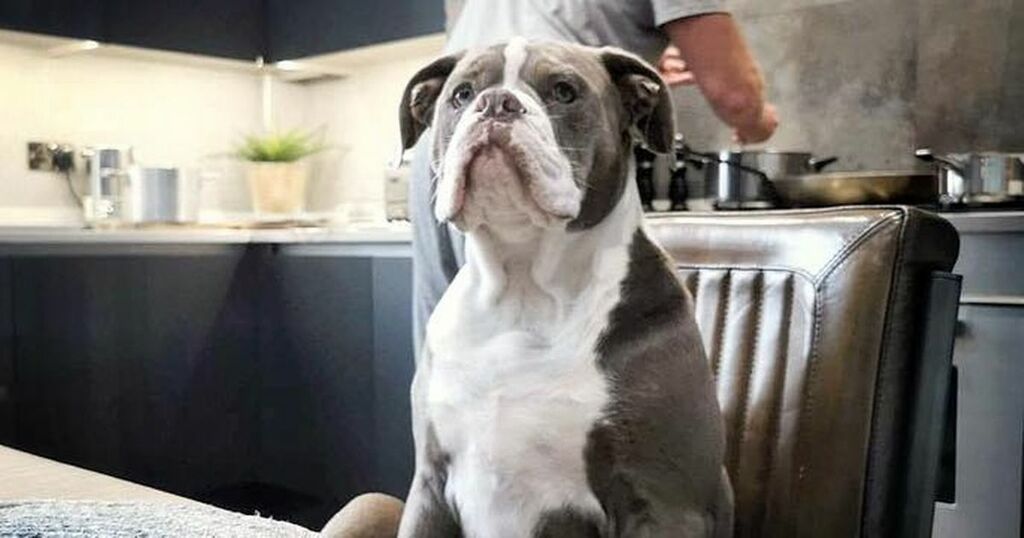Vinnie the bulldog who 'sits like a human' goes viral…