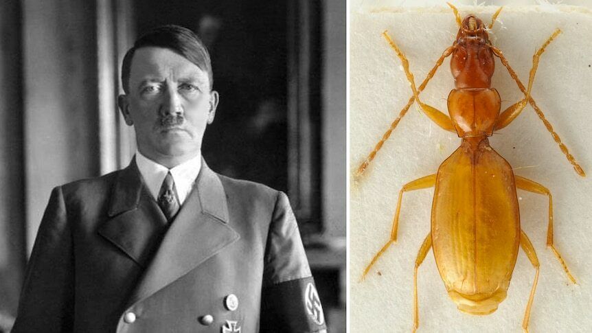 Hibbert's flowers and Hitler's beetle: What do we do…