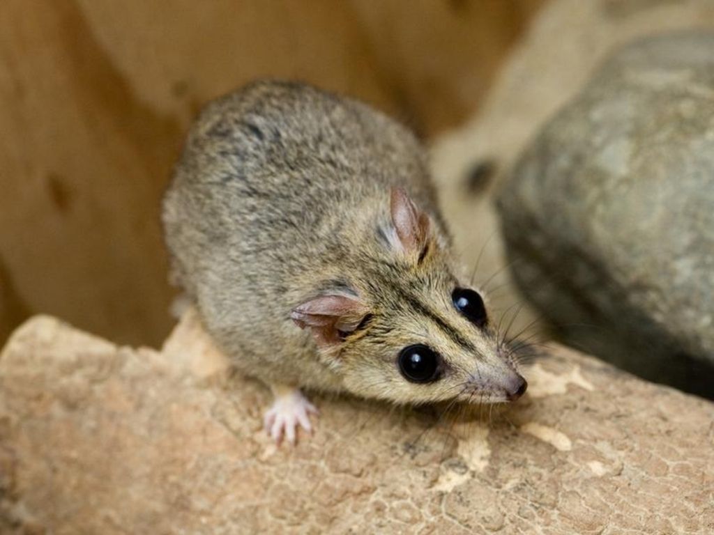 WA regulators back uranium mine approval