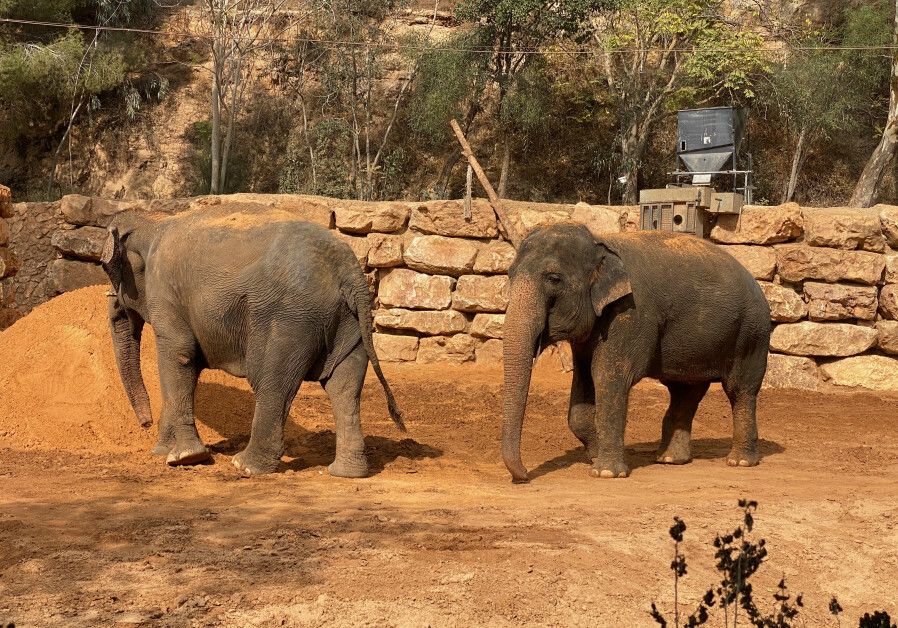 Here are Jerusalem's biblical zoo upcoming plans