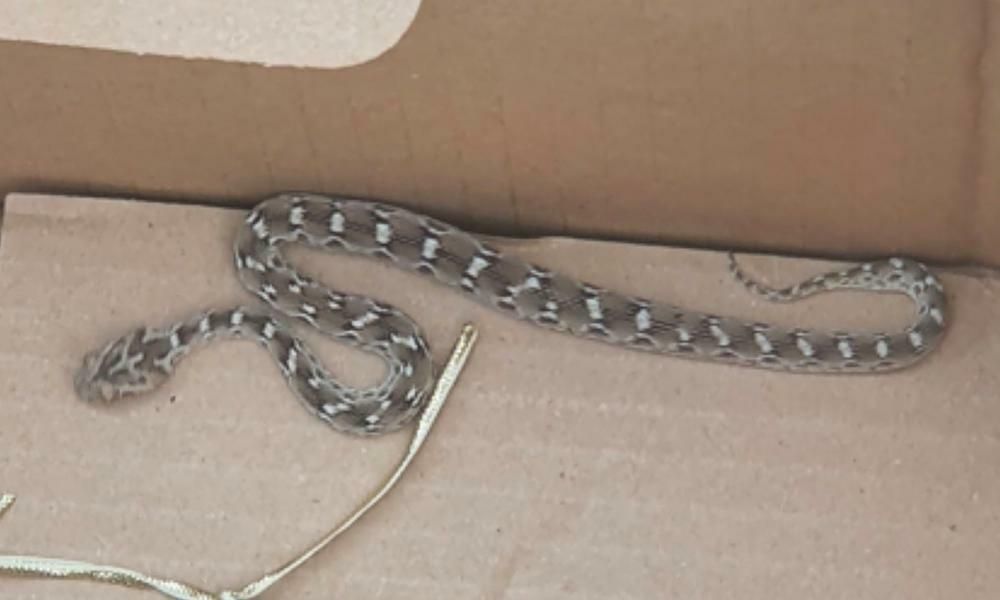 Snakes alive! Why bring bricks so far?