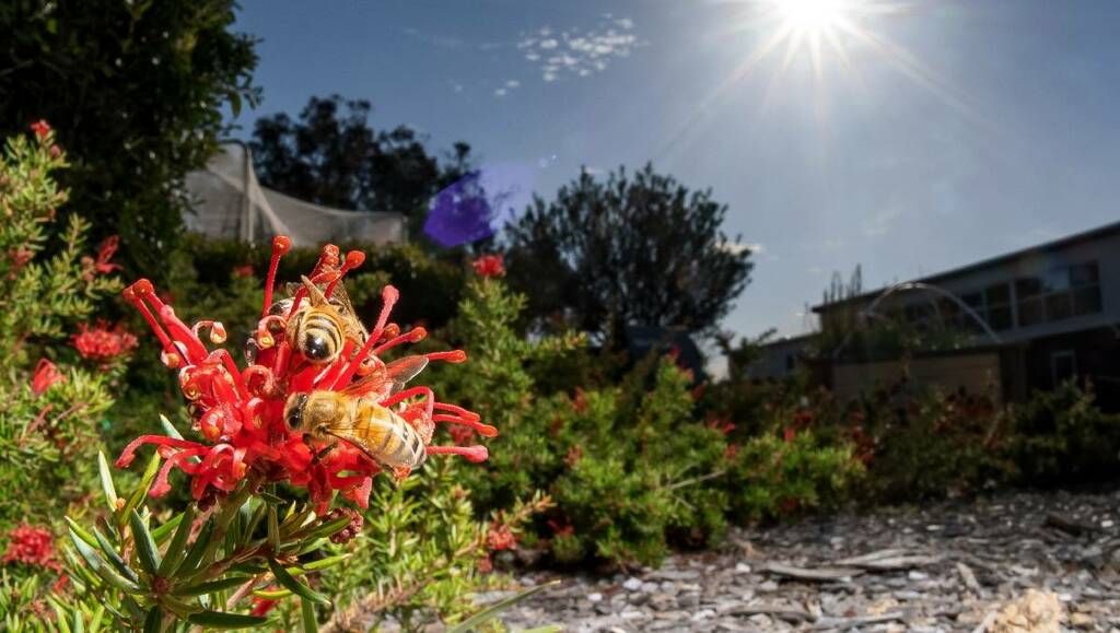 'It's never been this bad': record extreme pollen…