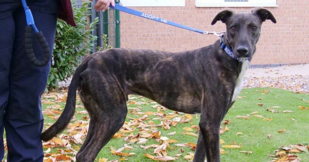 Meet the Nottinghamshire dogs looking for their…
