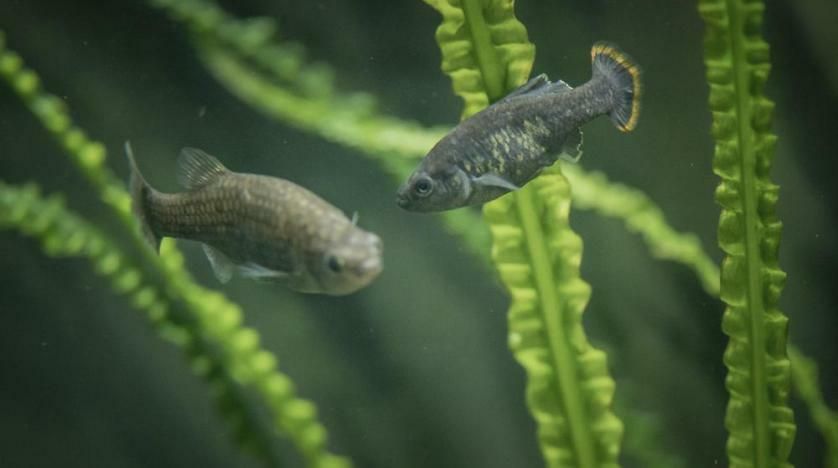 'Rooster Fish' Makes Comeback after Two Decades of…