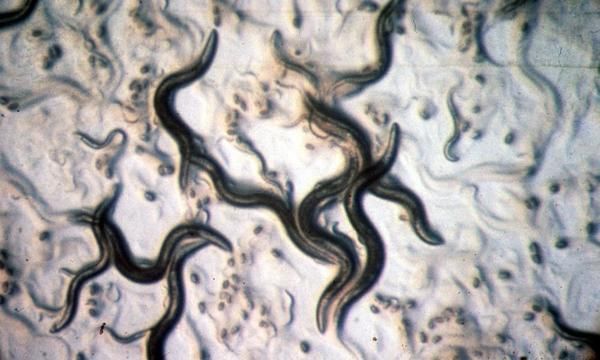 GM worm study provides 'powerful first step' towards…