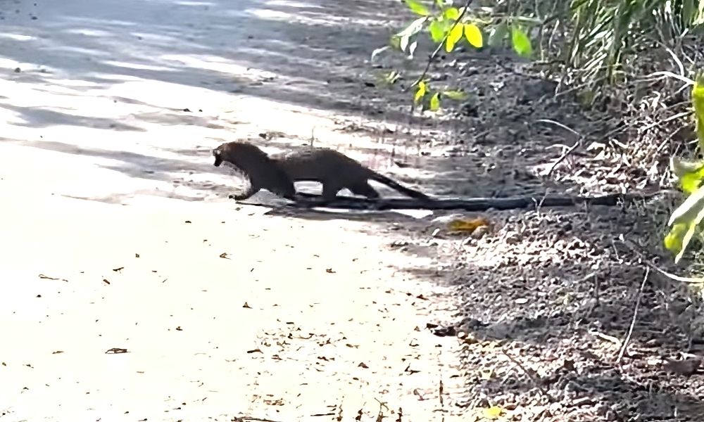 Watch: Rarely seen Everglades mink captures ‘giant’…