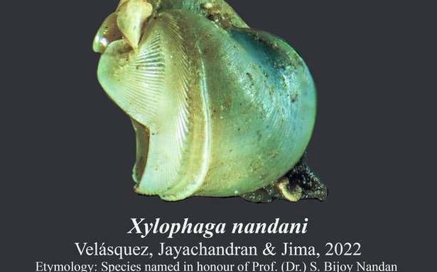 New species of wood-boring, deep-sea mollusc found in…