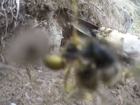 Watch: Nightmarish swarm of angry wasps
