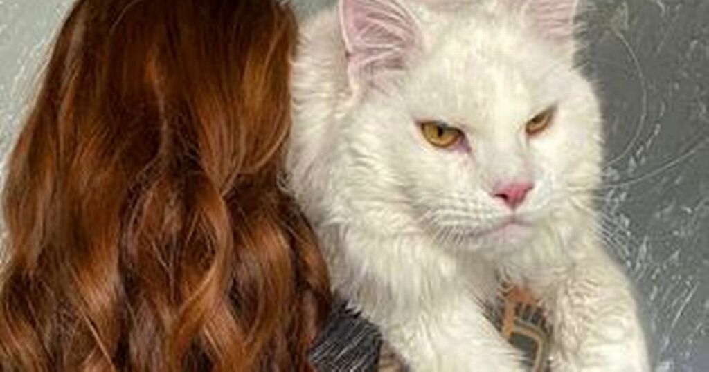 'My enormous cat gets mistaken for a dog' Woman's huge…