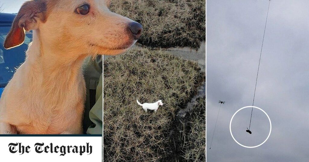 Stranded dog follows her nose to safety after rescuers…