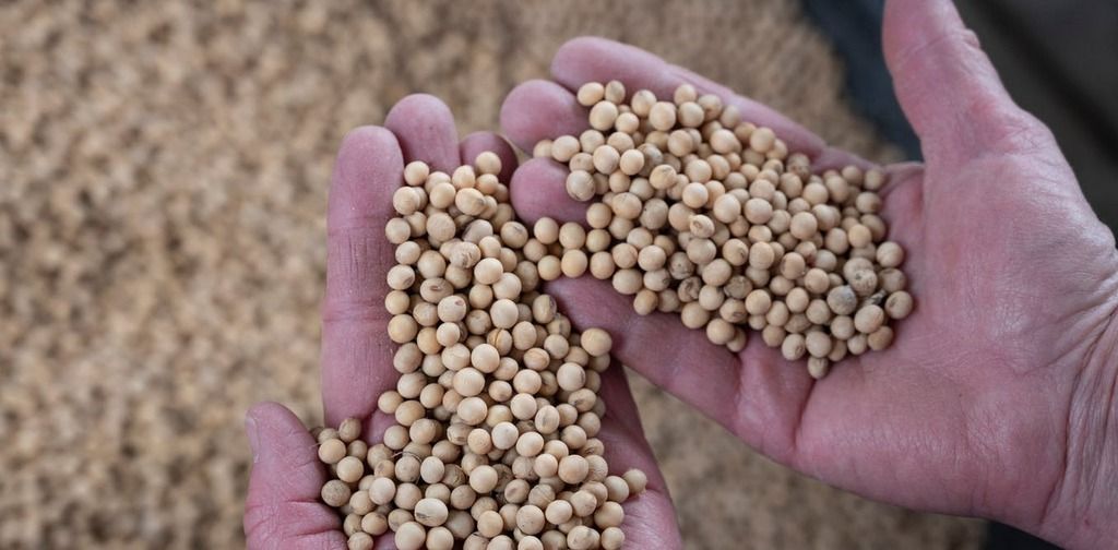 What is bioengineered food? An agriculture expert…