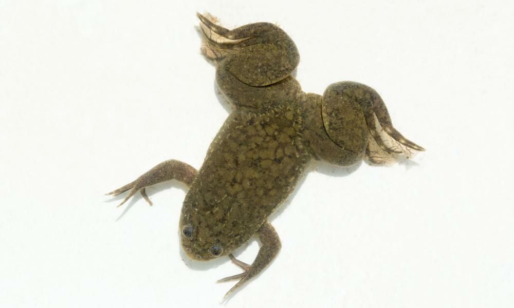 Frog regrows amputated leg after drug treatment