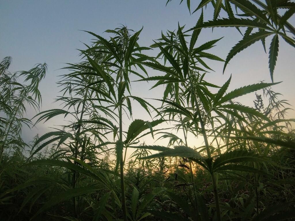 New York Researchers Say Hemp-Based Rebar Could…