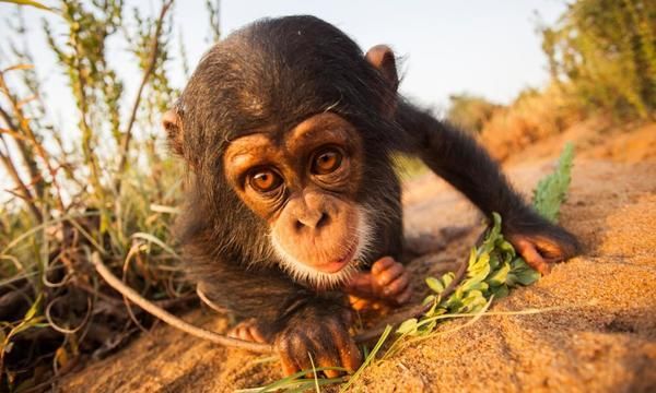 Chimps are cute. They're funny. And viral videos can…