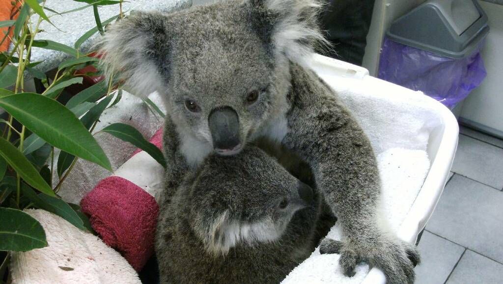 Port Stephens koalas face a 'death by a 1000 cuts':…