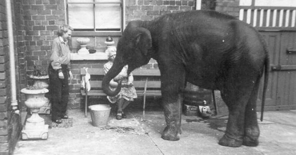 The fascinating story of Belfast Zoo's 'elephant angel'