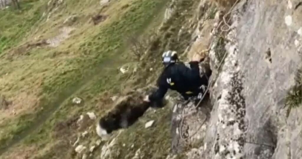 Sheep saved from falling to its death after rescuer…