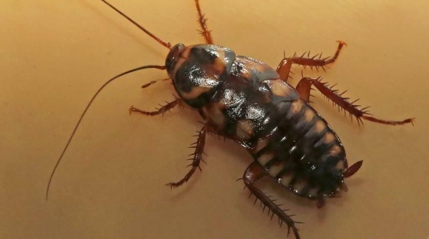 Scientists Turn Cockroaches into Superbugs to Help…