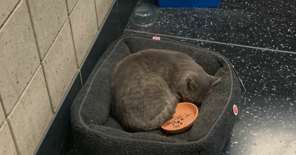 Officer Meow? Felix the cat is on duty at South Side…