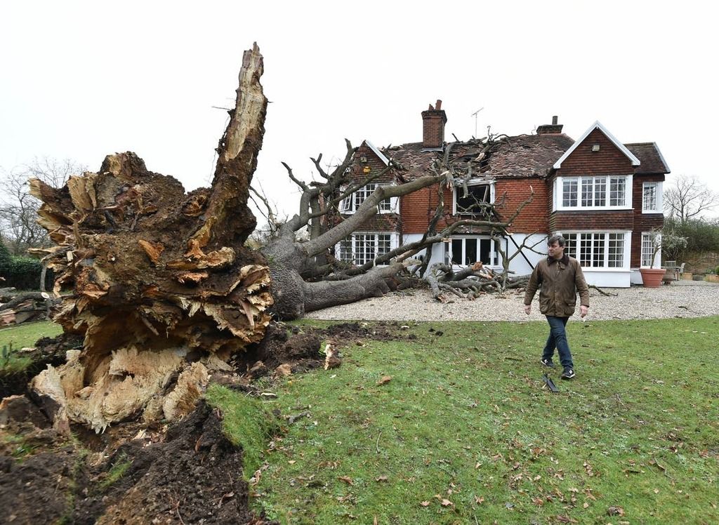 Family home ‘destroyed’ after 400-year-old oak tree…