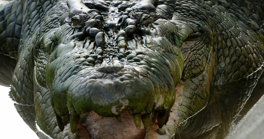 93-million-year-old crocodile found with a baby…