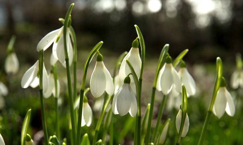 Single snowdrop bulb sells for £1,850 at auction