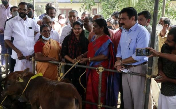 Second phase of indigenous cow hub project launched
