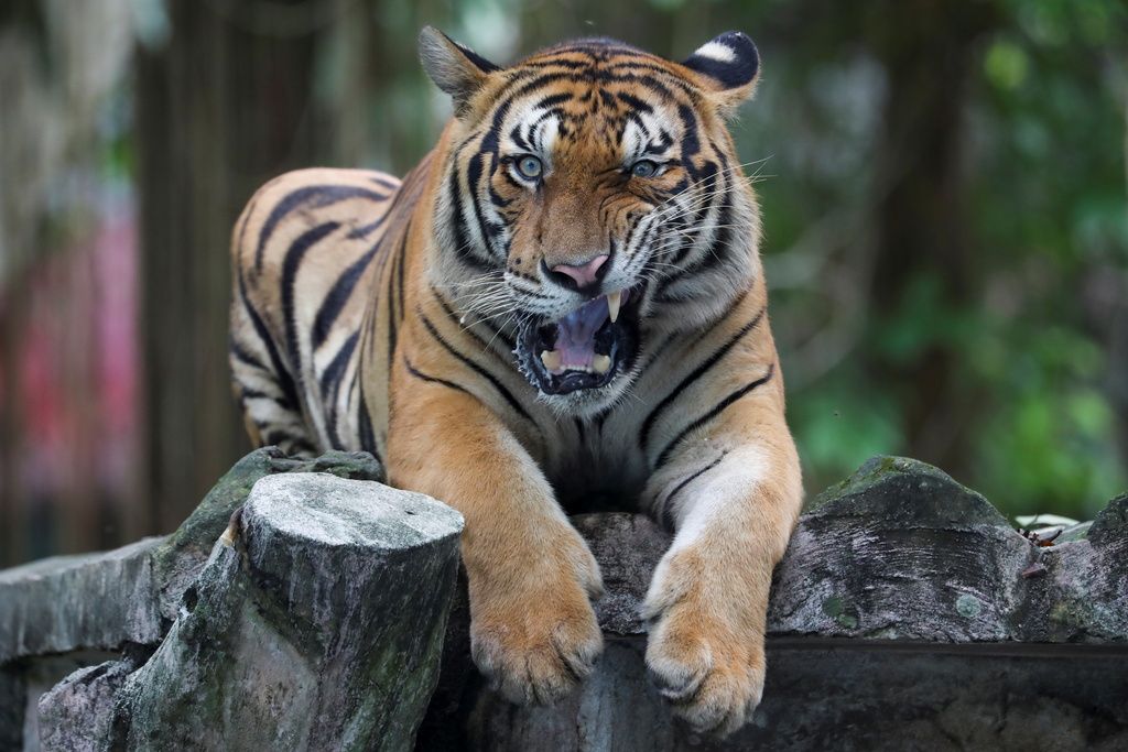 Malaysia: Is there still a chance to save the Malayan…