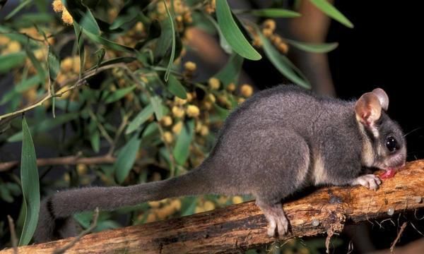 New Leadbeater possum colonies don't impact on…