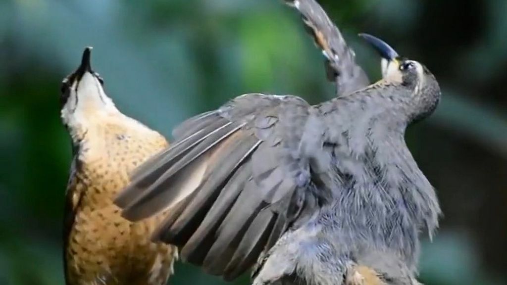 VIDEO: Photographers Capture Elaborate Riflebird…