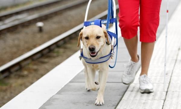 Guide Dogs ad banned for targeting children