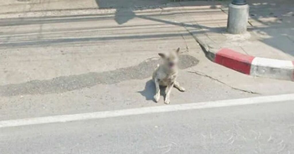 Google Maps has started blurring dog's faces to…