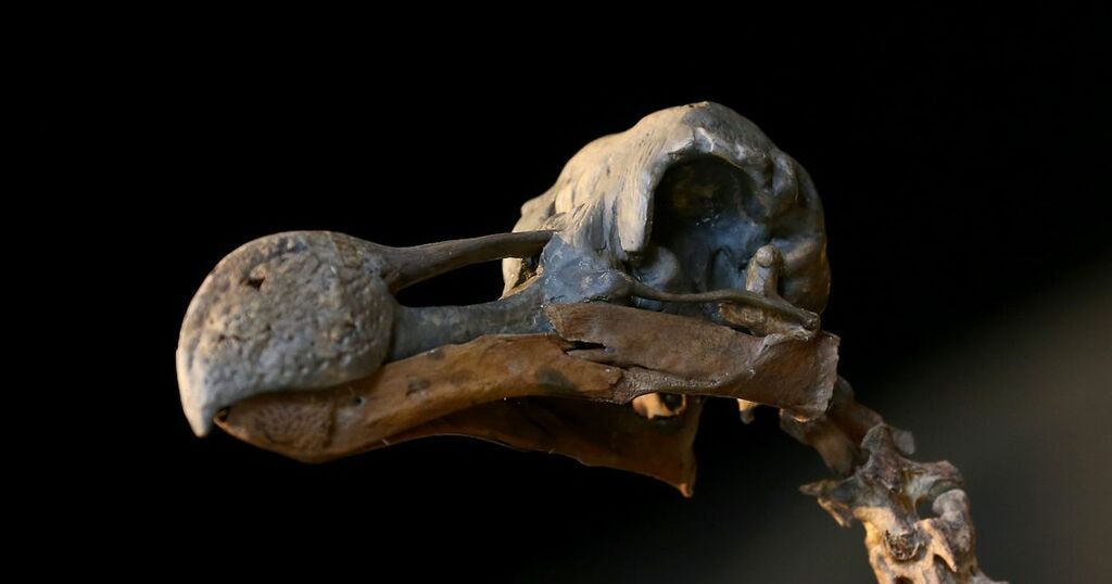 Dodo could soon be brought back to life after…