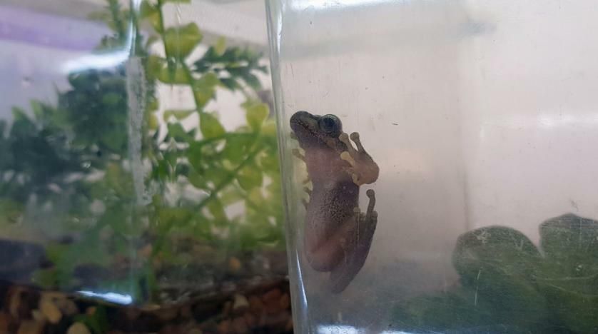 Scientists Discover Two New Types of Glass Frogs Scientists Discover Two New Types of Glass Frogs