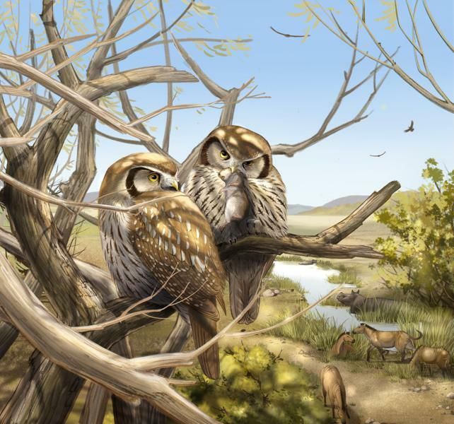 First Ever Fossil Of An Owl That’s Active In Daytime…