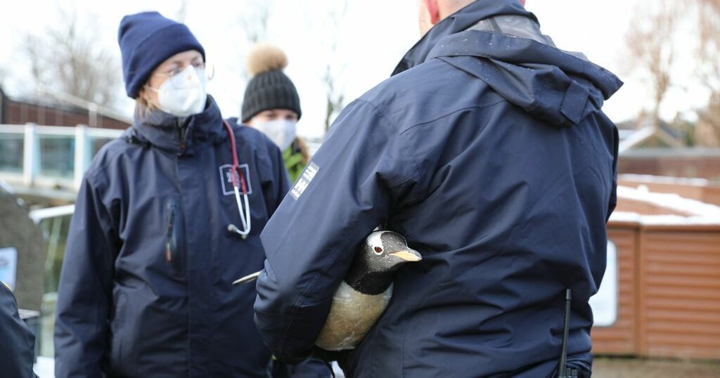 Adorable Edinburgh Zoo penguins receive yearly health…