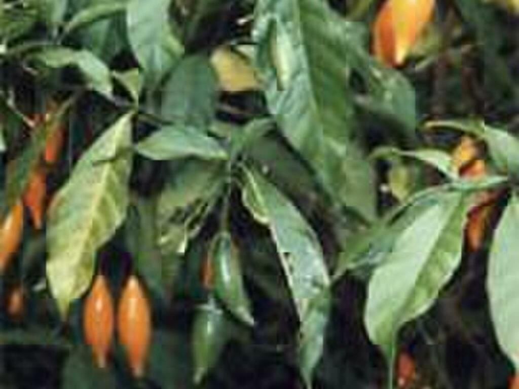 What Is Iboga And How Does It Compare To Cannabis,…