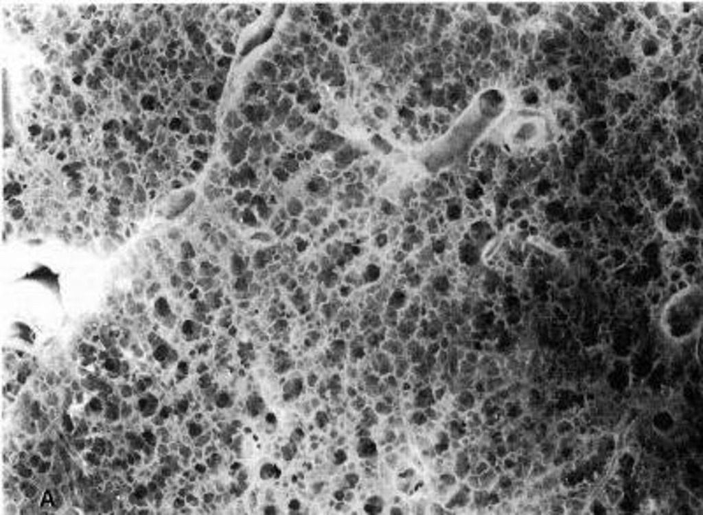 Scientists discover new type of cell hidden in human…