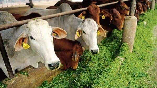 Cattle trade and livestock farming in India get a…