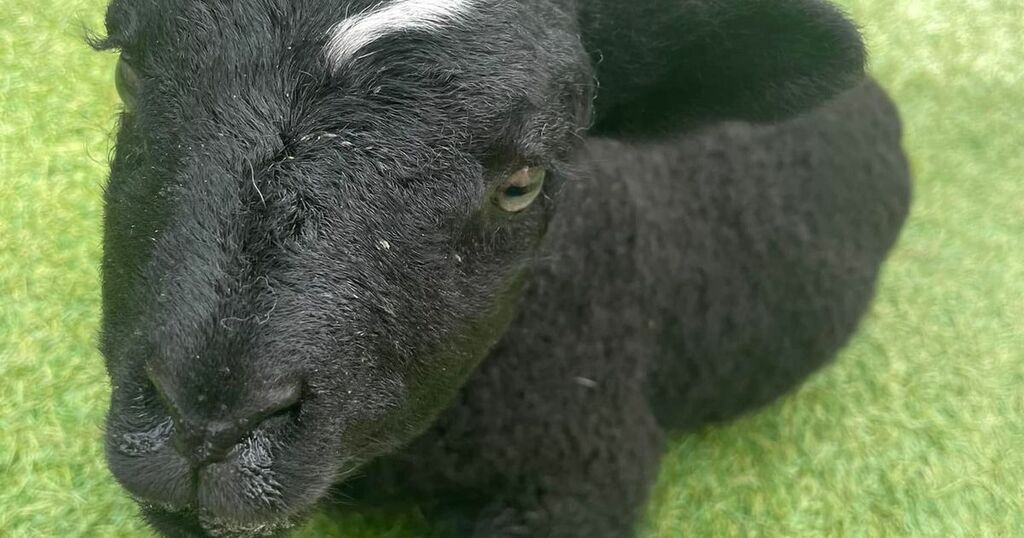 Scots Zoo gives little lamb born with deformed front…