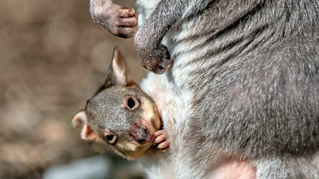 Adorable Moment Rare “Mini Kangaroo” Peeks Out From…