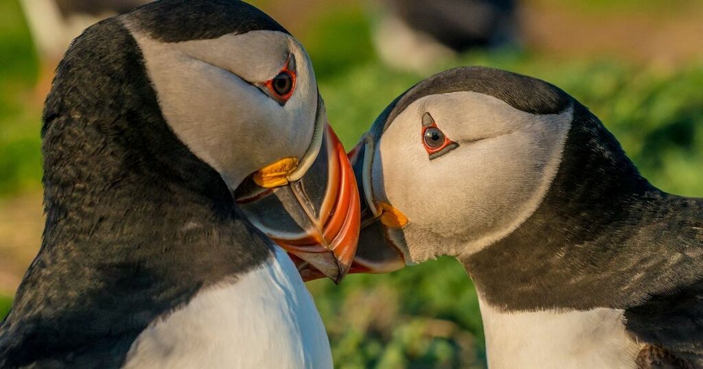 The record numbers of puffins that are now populating…